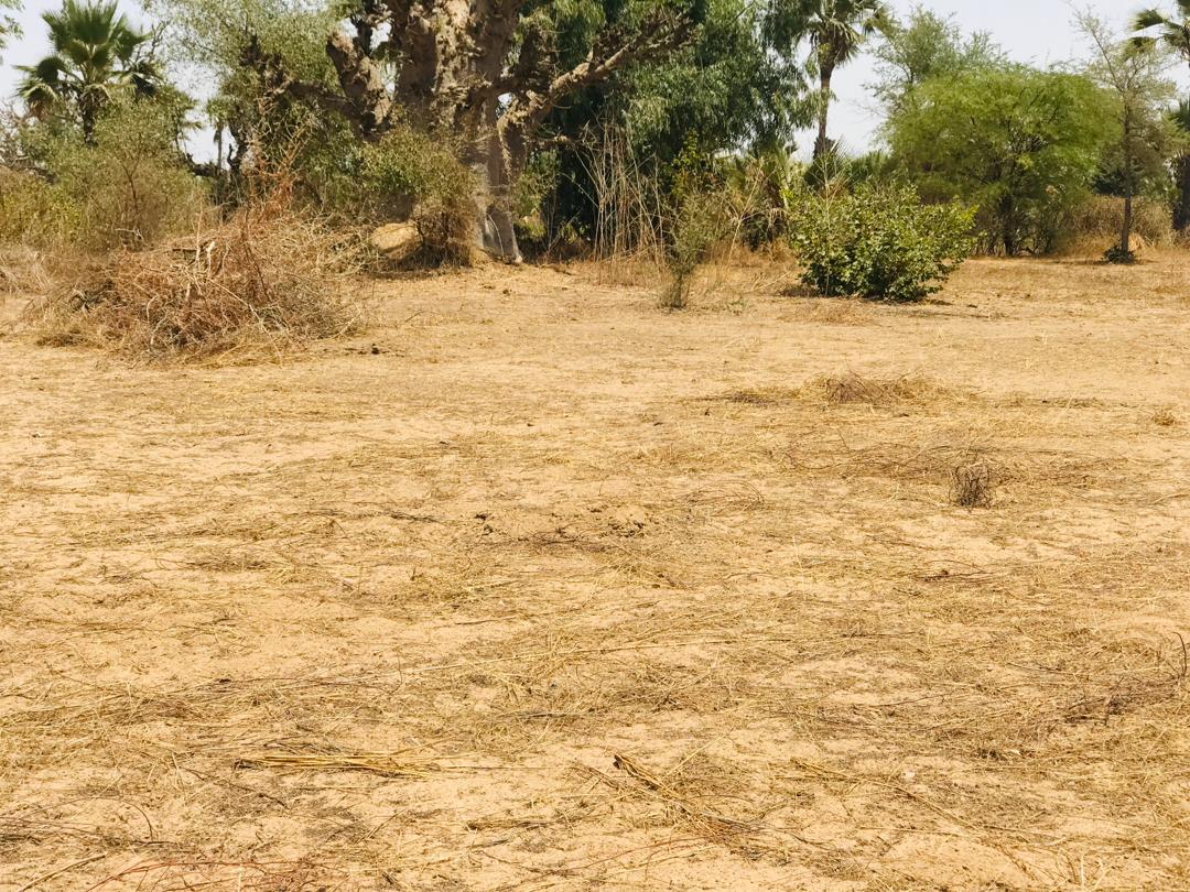 Terrain de 1,60 hectare vers Cherif Lô - Senhectare