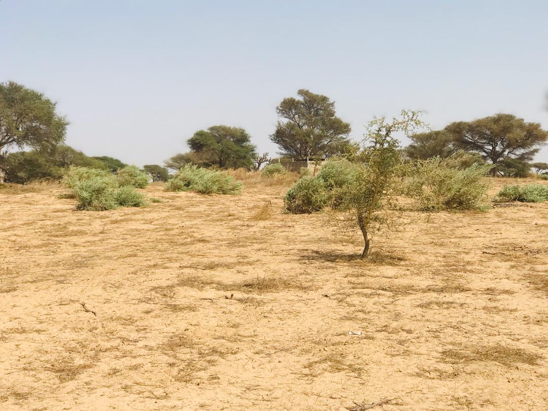 Terrain de 1,90 hectare vers Cherif Lô - Senhectare
